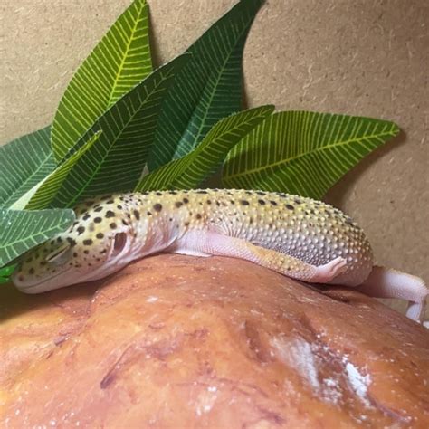 Sploot Rleopardgeckos