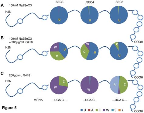 Amino Acid Insertion At Uga Codons Sec3 Sec4 And Sec5 In Selenop