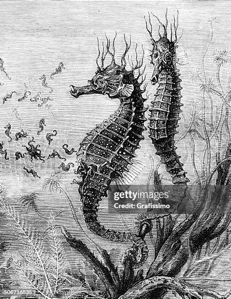 Sea Horse Giving Birth High Res Illustrations Getty Images