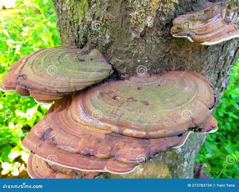 Ganoderma Applanatum Mushroom Which Has A Hard Texture And Usually