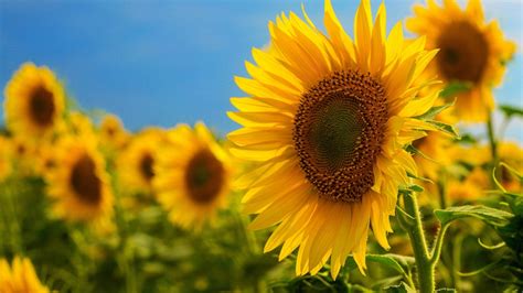 Sunflower Flower Colors