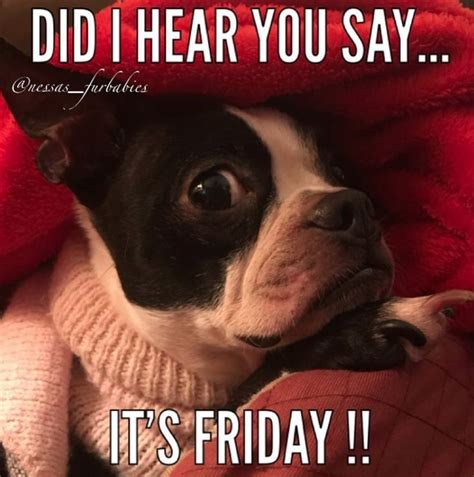 Happy Friday Boston Terrier Funny Funny Dog Memes Friday Dog Happy Friday Boston Terrier Funny Funny Dog Memes Friday Dog