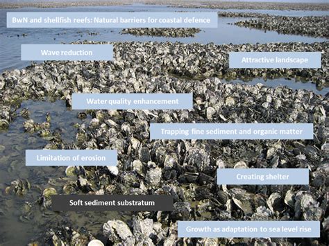 Get Started Ecoshape