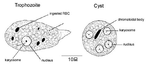 Entamoeba Histolytica