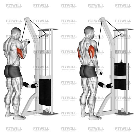 Cable Reverse Grip Triceps Pushdown Sz Bar Exercise Guide Video