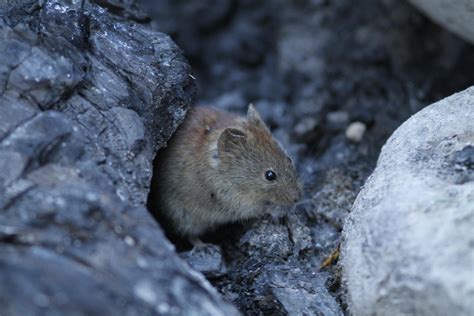 Common Vole Reproduction