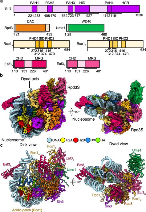 Structural Overview Of The Nucleosome Bound Rpd3s Complex A Domain Download Scientific Diagram
