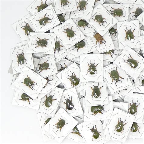Assorted Beetles Mystery Box A1 Unmounted Insect Specimens For