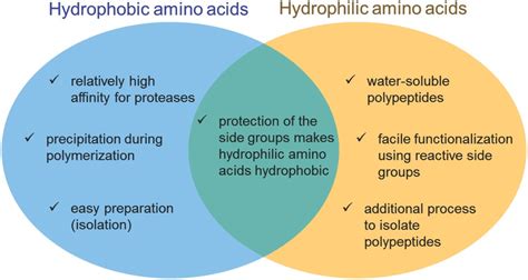 Hydrophobic And Hydrophilic Amino Acids