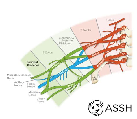 Brachial Plexus Plexus Products Brachial Peripheral Nervous System Images