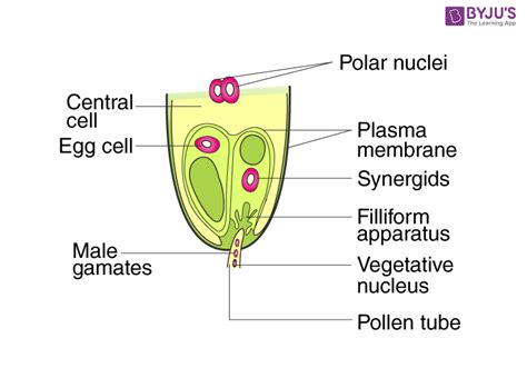 Ncert Exemplar Solutions Class 12 Biology Chapter 2 Sexual