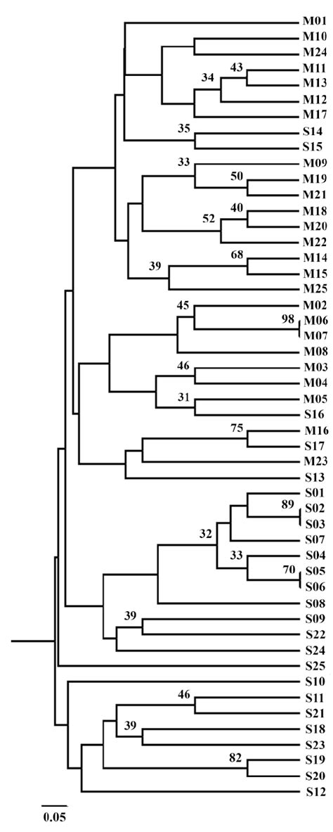 Upgma Clusterization Based On The Dice Similarity Index Calculated For
