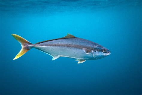Do Fish Have Lungs