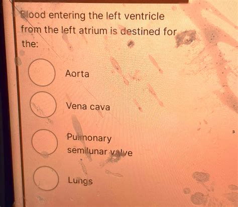 Blood Entering The Left Ventricle From The Left Atrium Is Destined For