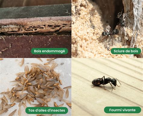 Taille Des Fourmis Charpentières