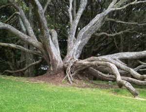 Branches Art Jesus Tree Sculpture Tree Human Arm Free Image Peakpx