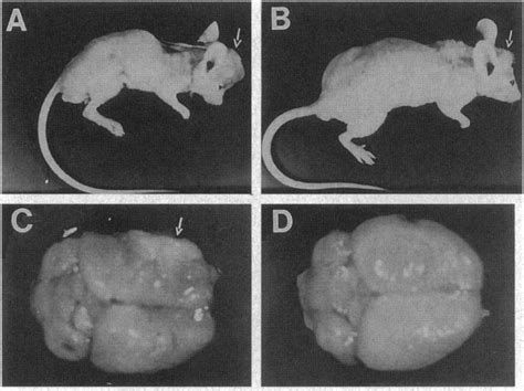 Tumor Formation In Nude Mice Resulting From Pa 111 Rat Prostate Cancer Download Scientific