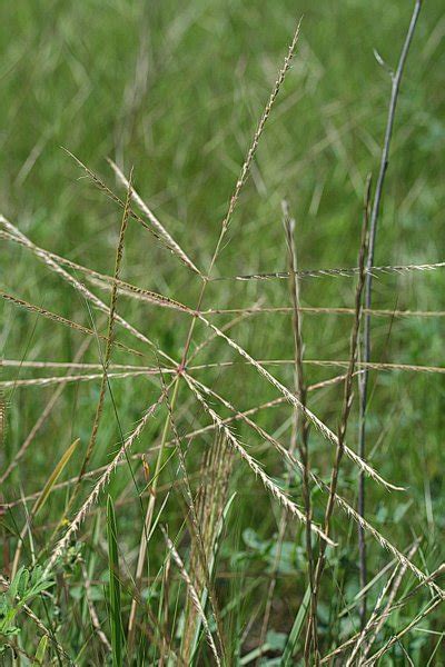 Windmill Grass Chloris Verticillata
