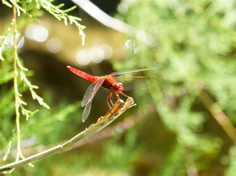Libelle Rote Crocothemis Kostenloses Foto Auf Pixabay Pixabay