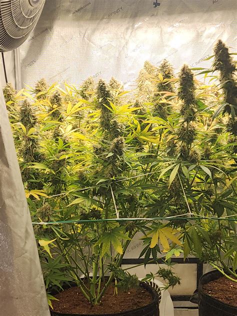 First Meph Grow Skywalker R Mephheads