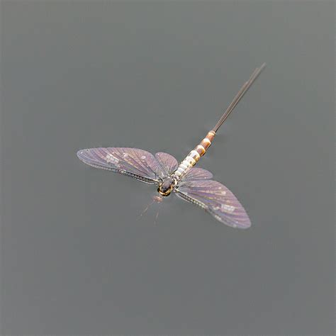 Models For Tying Mayfly Patterns Fly Fishing Forum