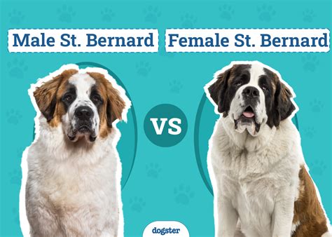 Saint Bernard