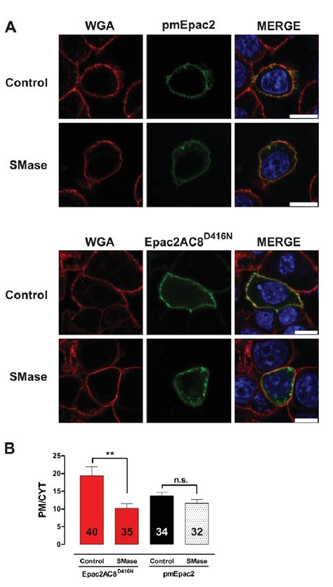 Plasma Membrane Localization Of Epac2ac8 D416n Requires Cholesterol