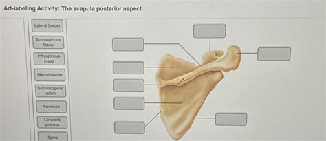 Solved Art Labeling Activity The Scapula Posterior Aspect