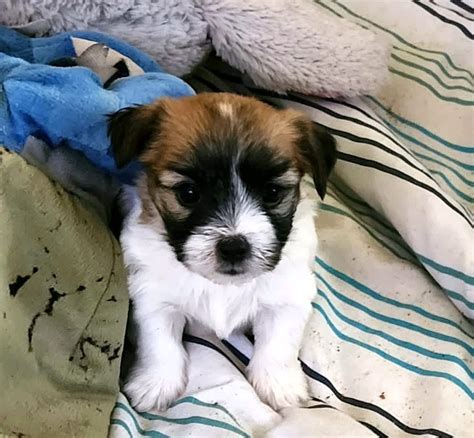 Jack Russell Maltese Cross