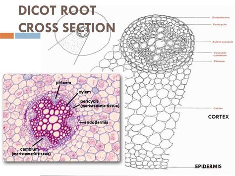 Structure Of Dicot Root A Visual Representation