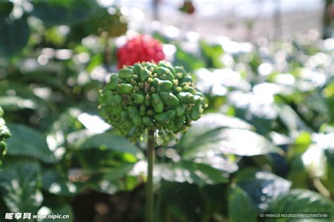 三七摄影图花草生物世界摄影图库昵图网