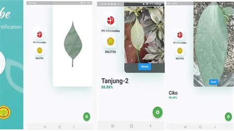 Ide Cabe Aplikasi Pintar Identifikasi Varietas Cabai Tanpa Koneksi
