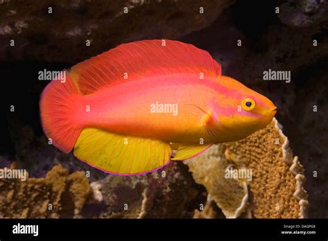 Flame Wrasse Flame Fairy Wrasse Jordans Fairy Wrasse Cirrhilabrus