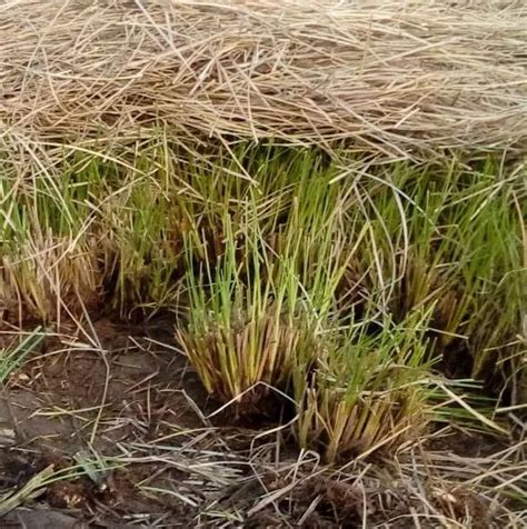 Alkaline Natural Vetiver Grass Sapling For Garden 6 Inch At ₹ 15