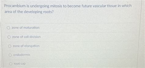 Procambium Is Undergoing Mitosis To Become Future