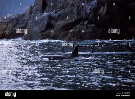 Orca Killer Whale Orcinus Orca Pod In Kenai Fjords National Park