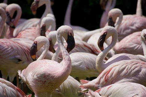 Lesser Flamingo Flock Lesser Flamingo Habitat Diet And Breeding