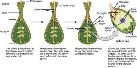 Pembuahan Ganda Pada Angiospermae