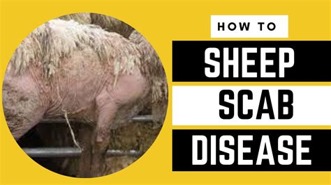 Sheep Scab Sheep Itching Parasite Control In Sheep Africa Farming