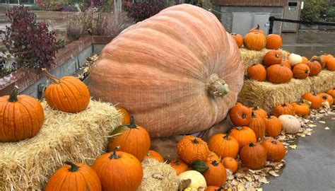 Watch A Live Carving Of Colorados Largest Pumpkin Mile High Mamas