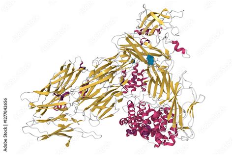 Structure Of Human Complement C5 3d Cartoon Model Secondary Structure