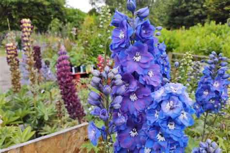 Delphinium Garden