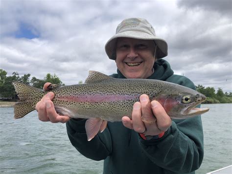Rainbow Trout Fish