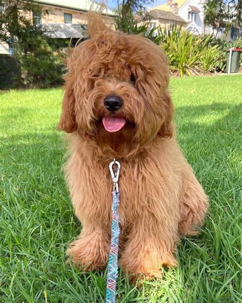 16 Best Cavapoo Haircuts With Pictures 2026 Updated