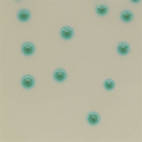 Chromagar™ B Cepacia Chromagar