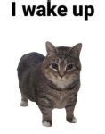 275 Cat Memes Short And Funny Cat Captions Tiny Positive