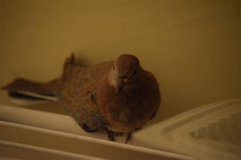 Cute Birdo Is Cute Aww