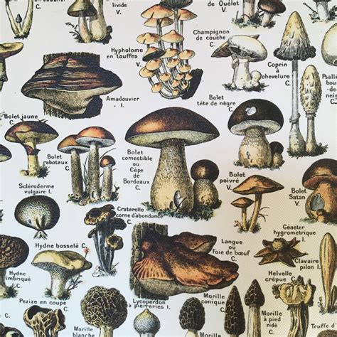 L🍄moonbug🍄 Youtube