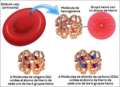 La Molécula De Hemoglobina Celula Sanguinea Neuronas Eritrocitos