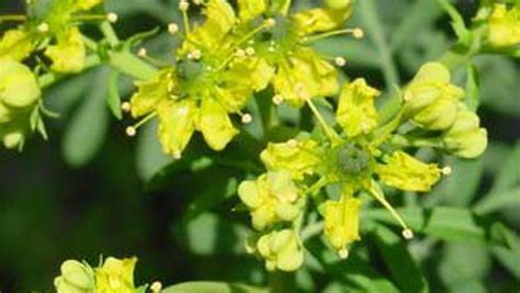 Sedef Otu Nerede Yetişir Doğa